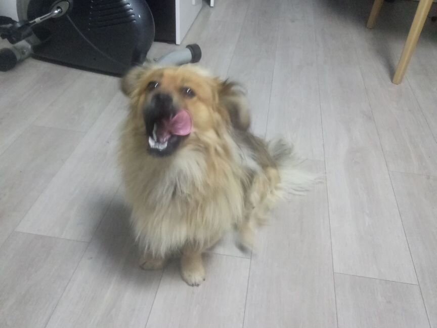 Собака в добрые руки отдам бесплатно