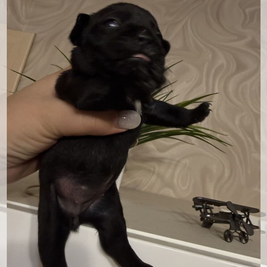 Французский бульдог, щенок