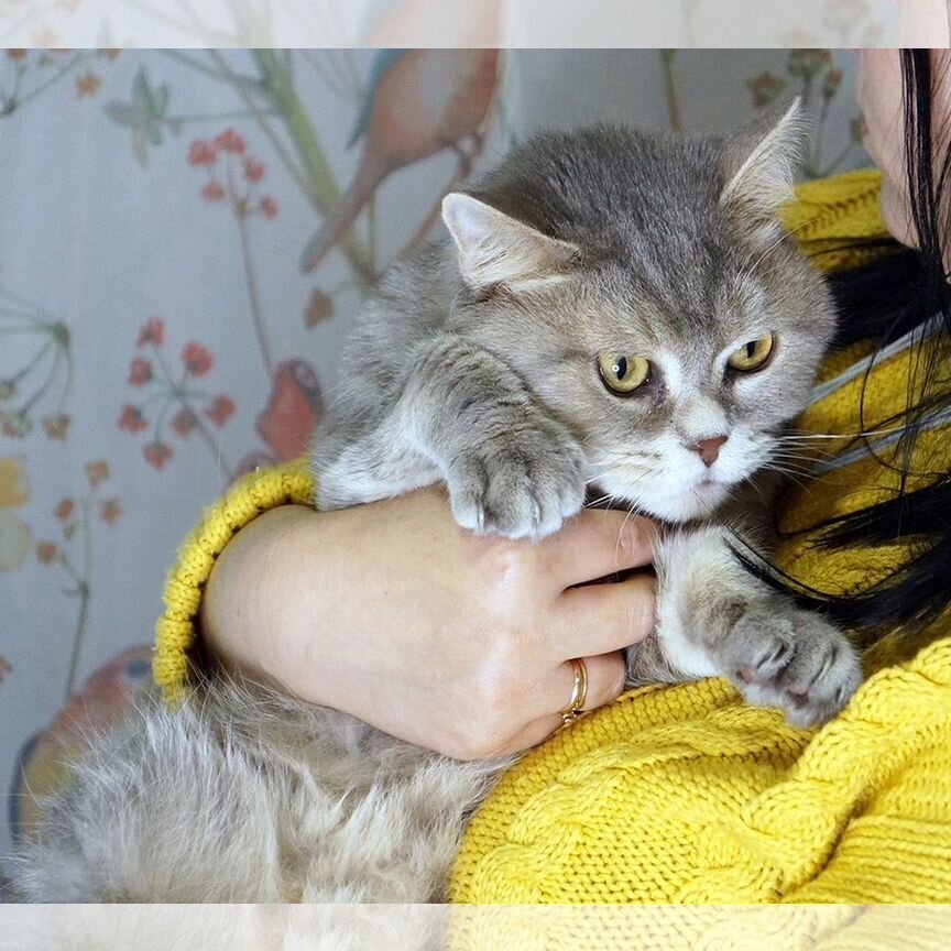 Кот Семён в добрые руки