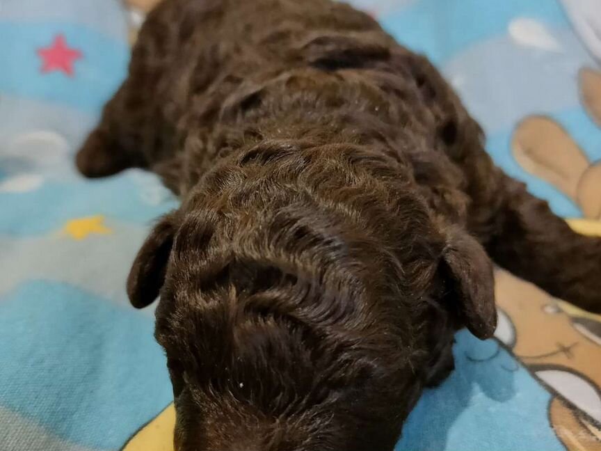 Девочка миниатюрный пудель