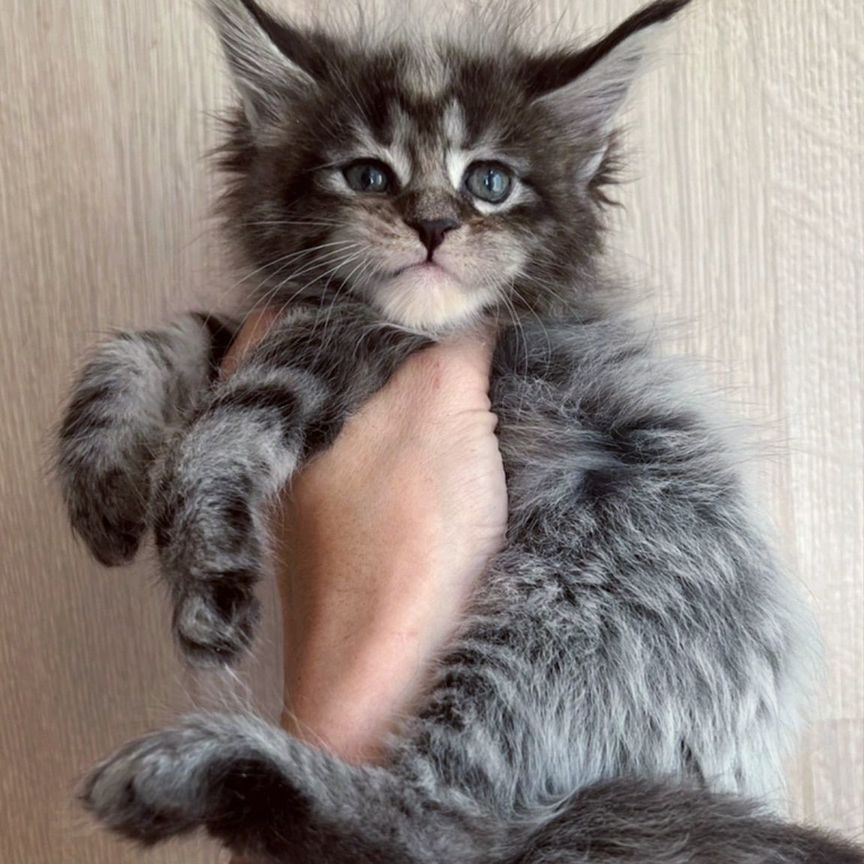 Котята мейн-кун