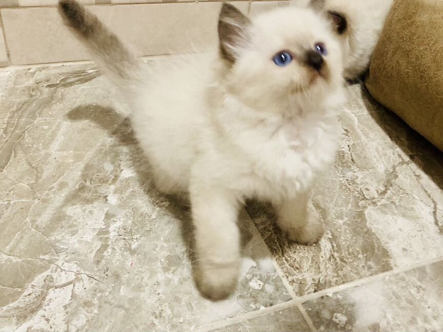 Чудесные детки Ragdoll