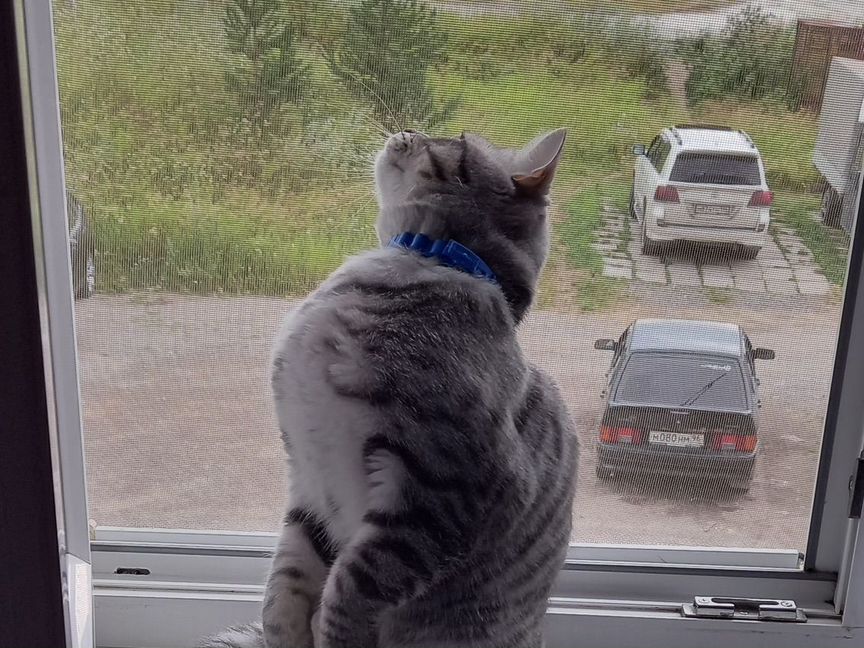 Кот