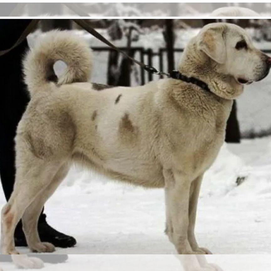 Отдам злого алабая