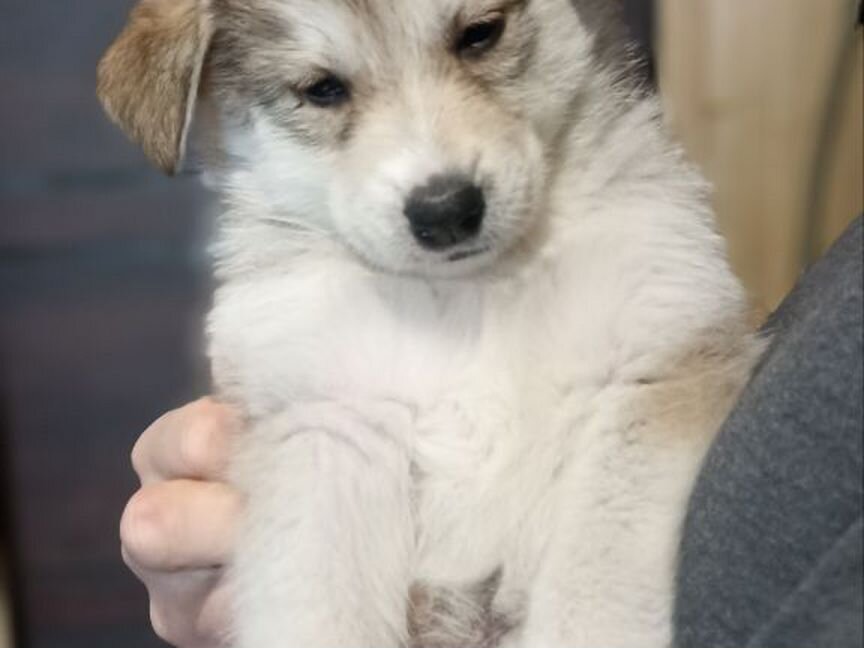 Собака в добрые руки