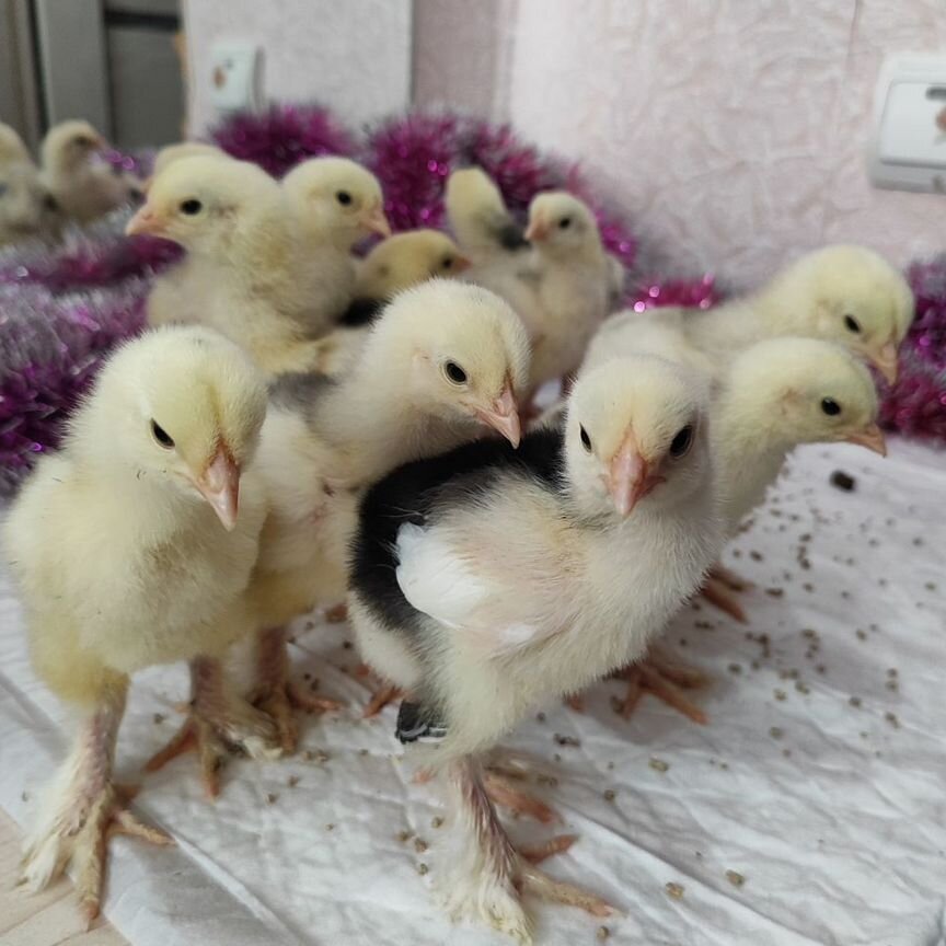 Цыплята Брама Мрамор