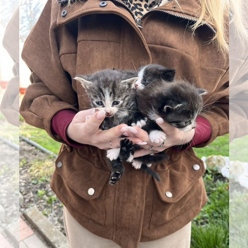 Котёнок в добрые руки