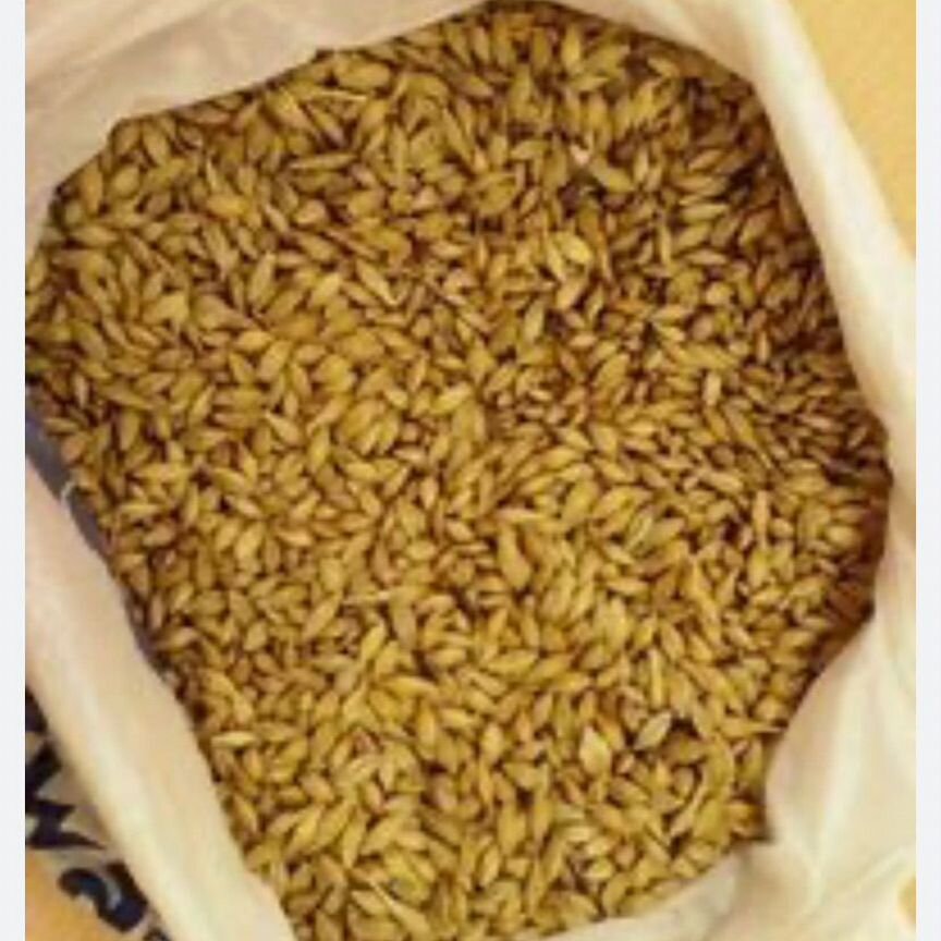 Продам Овёс