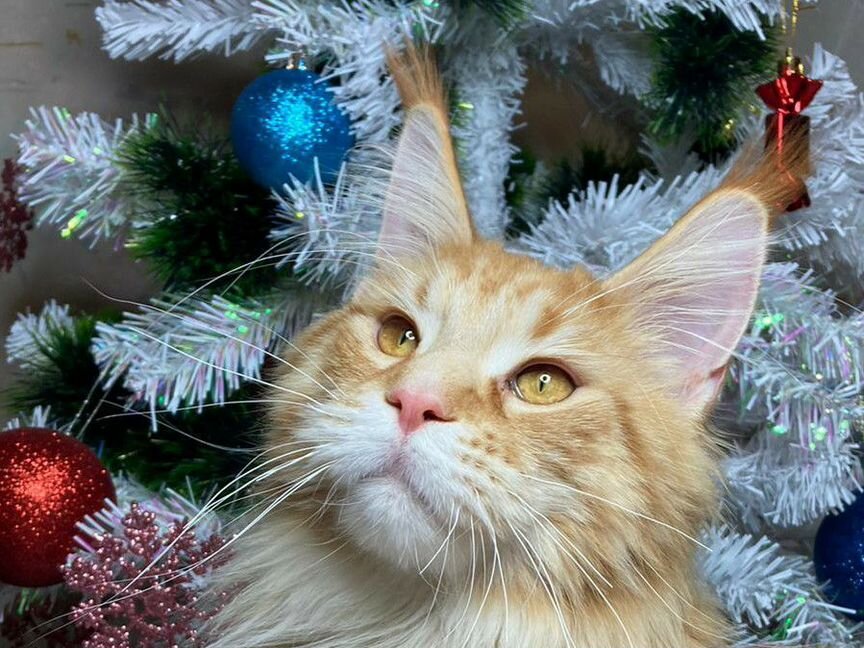 Котята мейн-кун рыжие