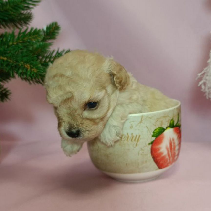 Мальтипу, щенок