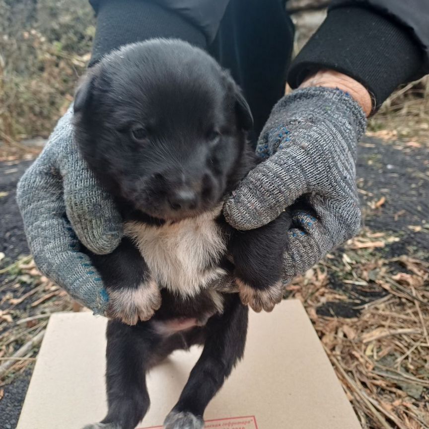 Щенок в добрые руки