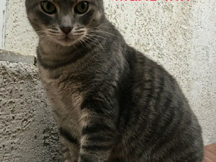 Котик в дар