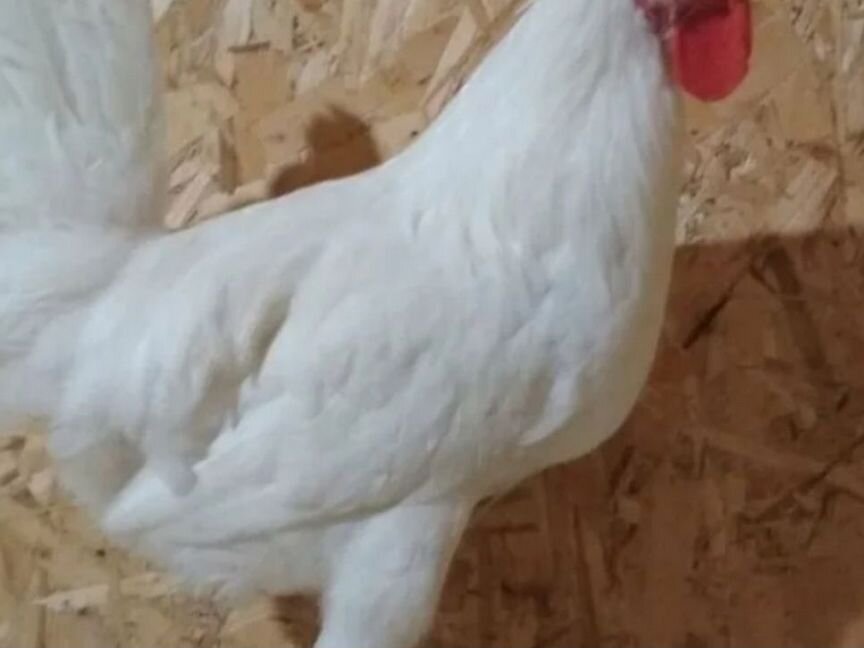 Петух леггорн