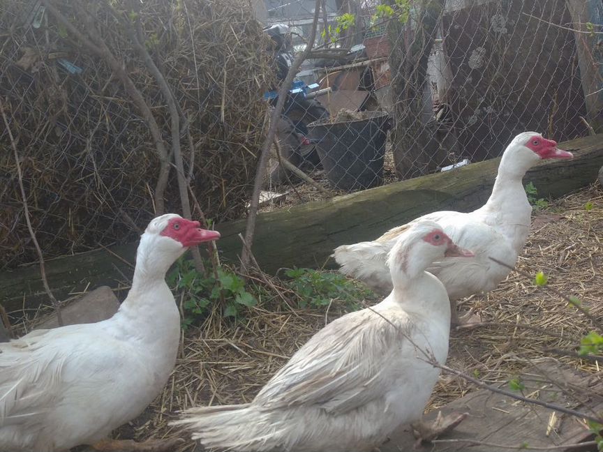 Селезень индоутки