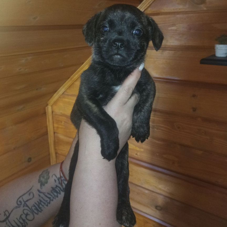 Французский бульдог, щенок