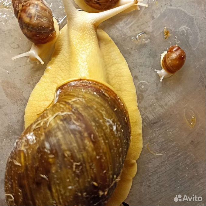 Отдам в добрые руки улитки архахатины