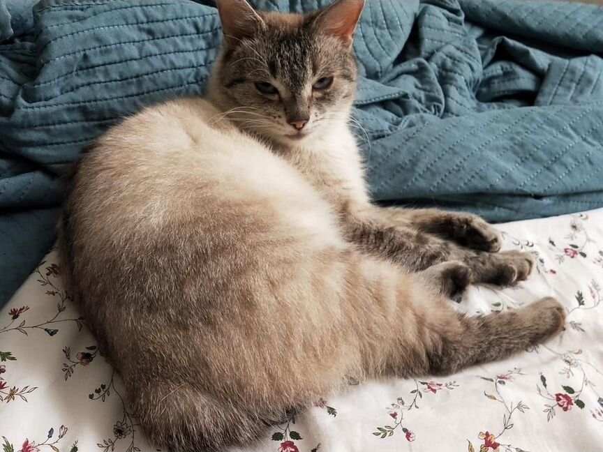 Кошка тайская очень добрая