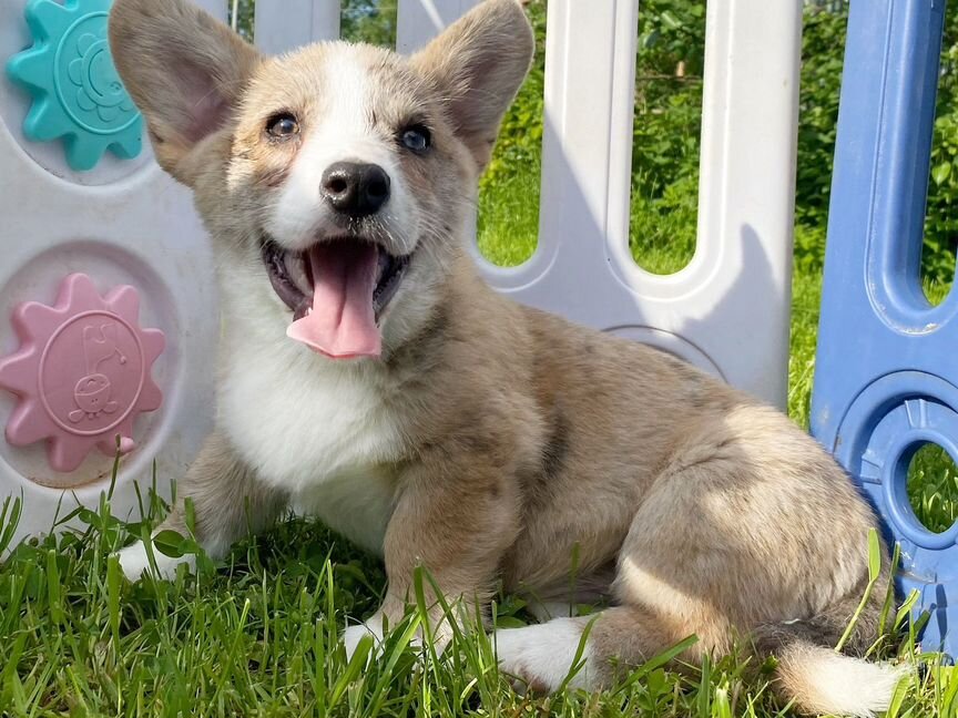 Гамлет Вельш корги кардиган (доставка)