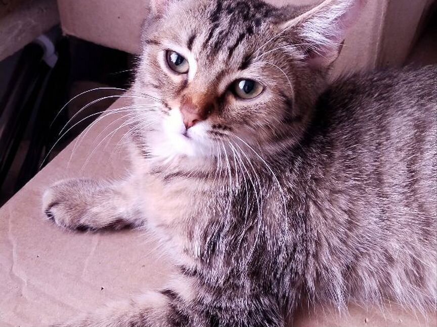 Котята от породистых родителей