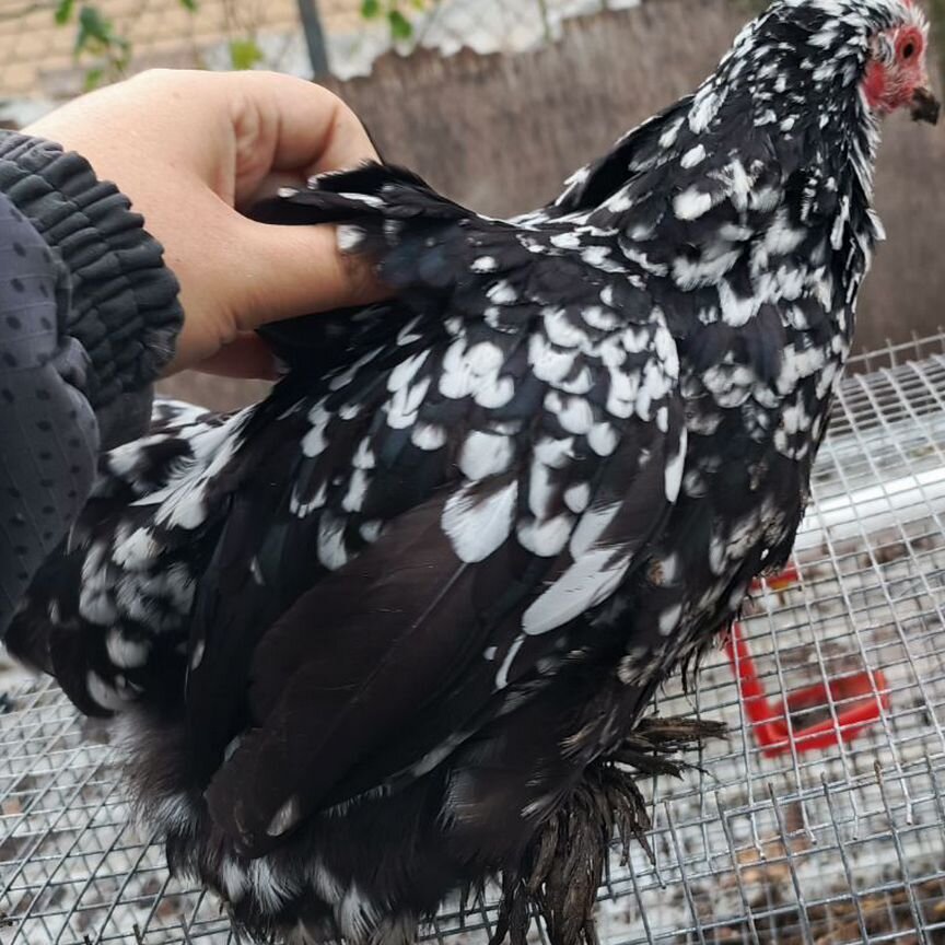 Курочка шелковая и кохинхин