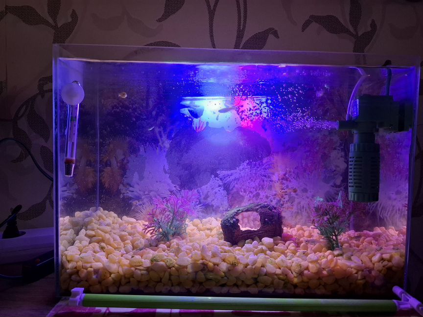 Аквариум с рыбками