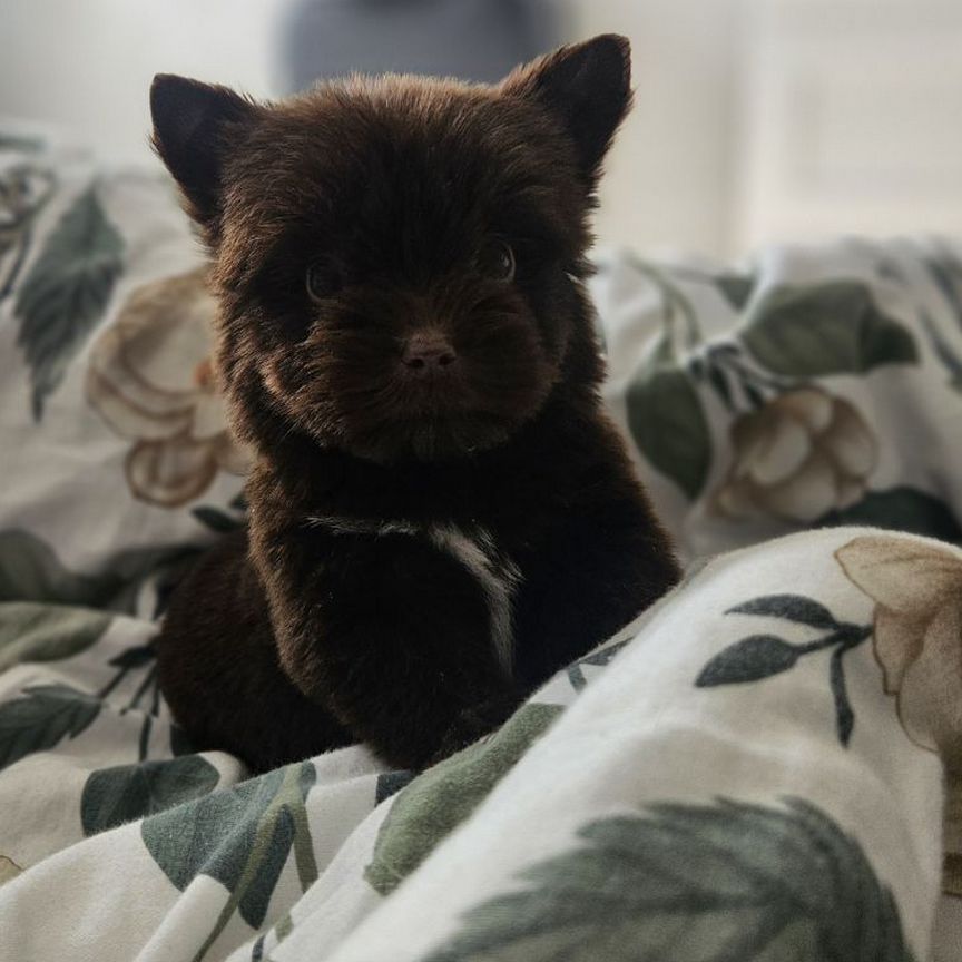 Йоркширский терьер, щенок