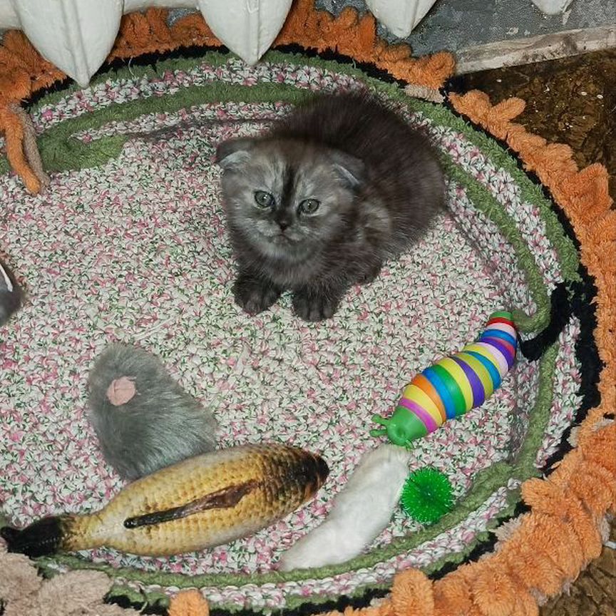 Котята шотландские вислоухие