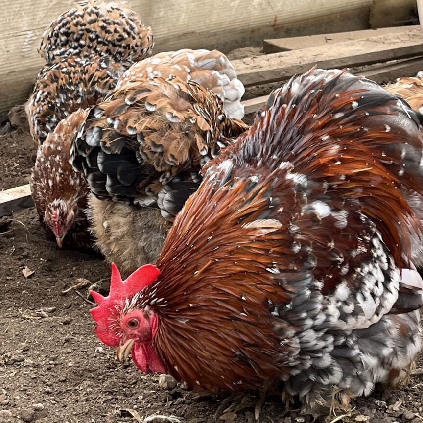 Семья кохинхина карликового