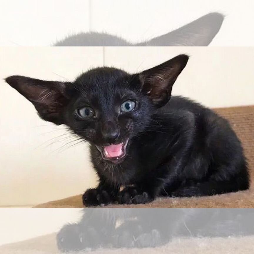 Ориентальные котята
