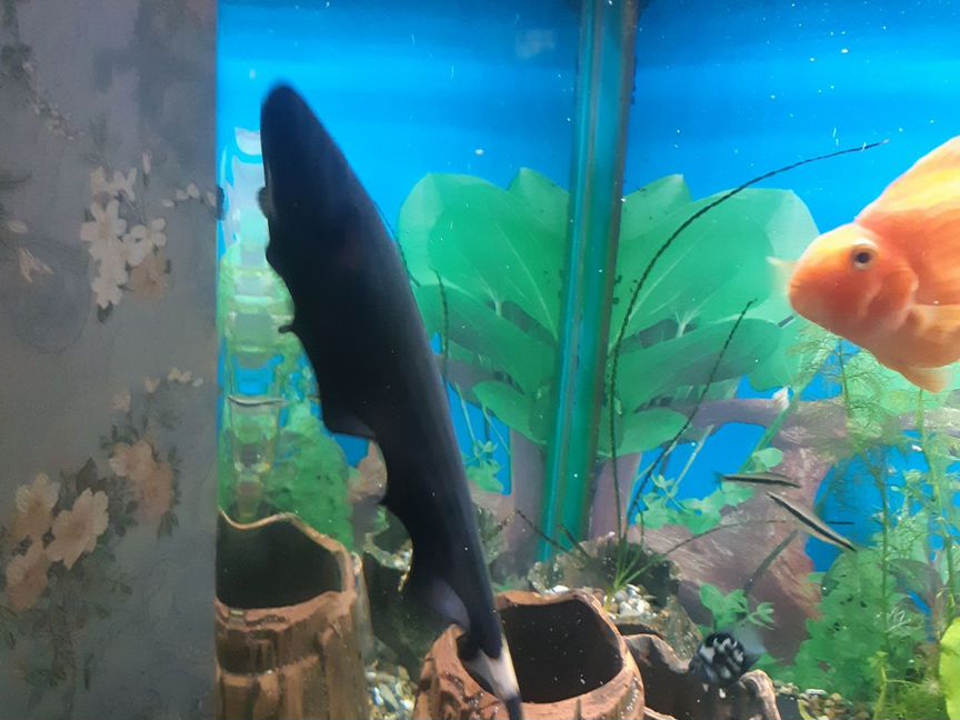 Черный нож, Аптеронотус