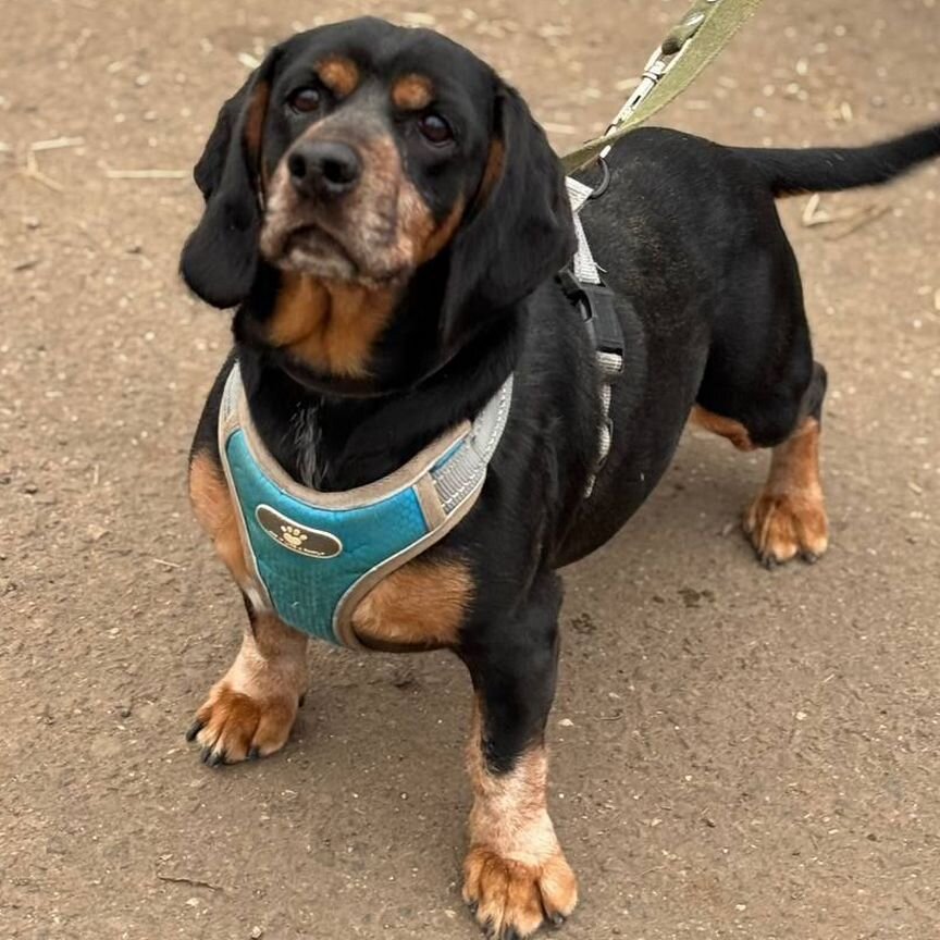 Такса, взрослая собака