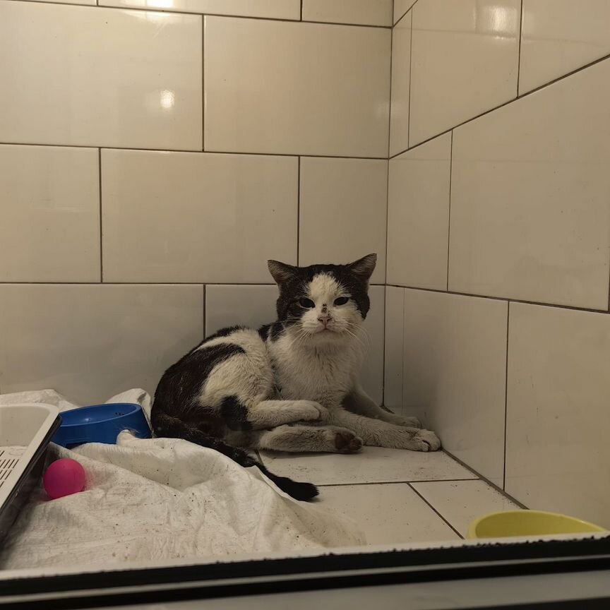 Кот в добрые руки