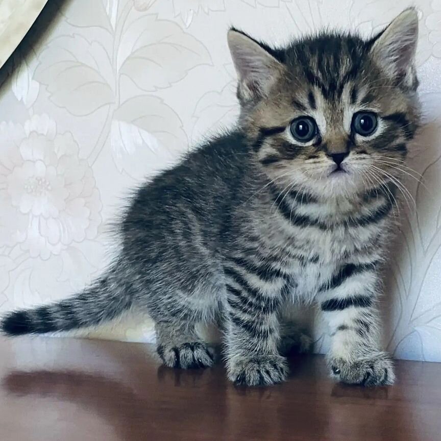 Шотландский прямоухий короткошёрстный котёнок
