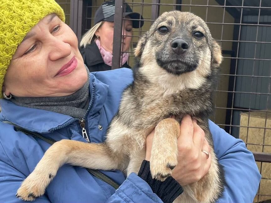 Собака в добрые руки