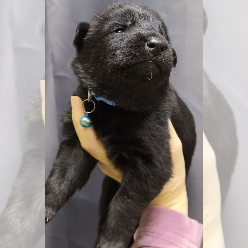 Немецкая овчарка, щенок