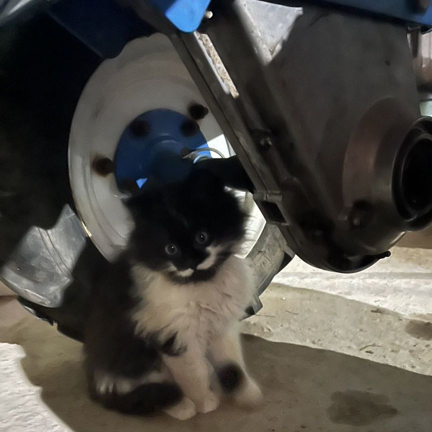 Котёнок в добрые руки