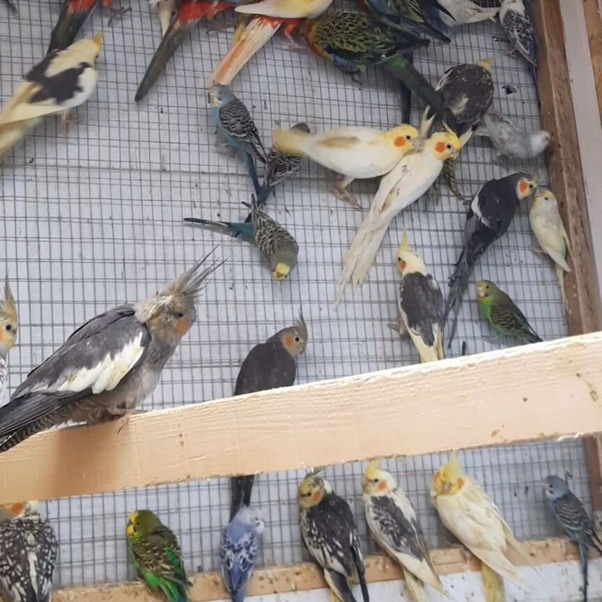 Попугай оптом и в розницу