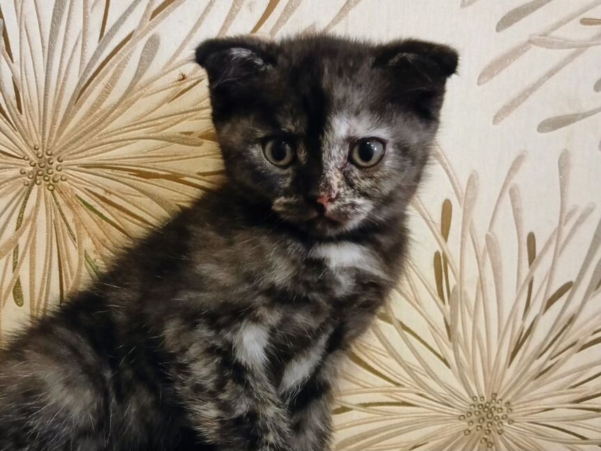 Вислоухий котенок