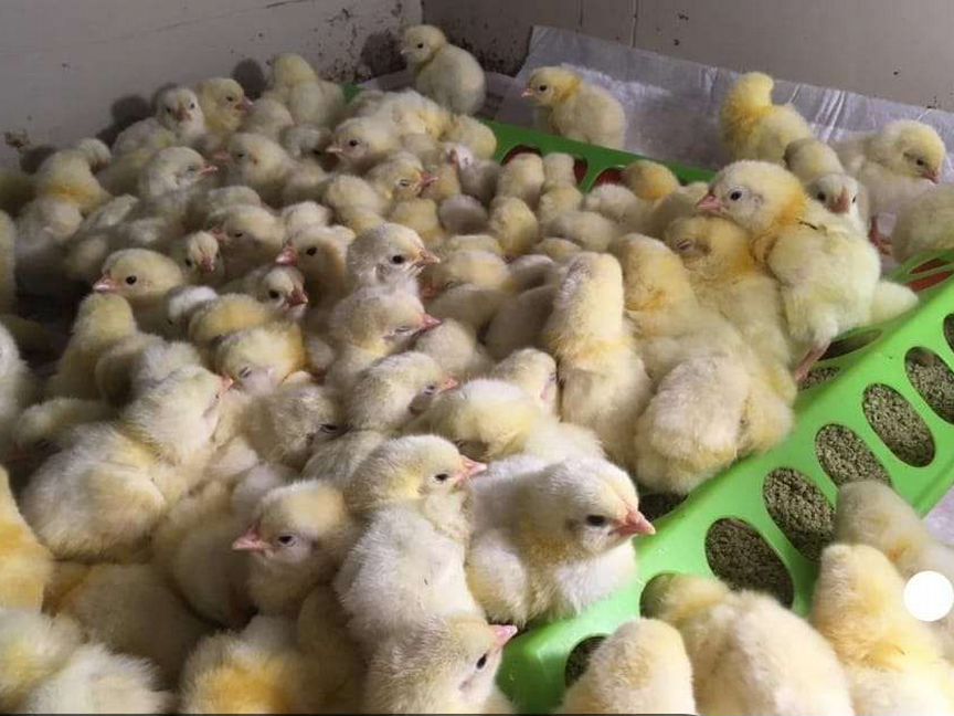Цыплята бройллеров