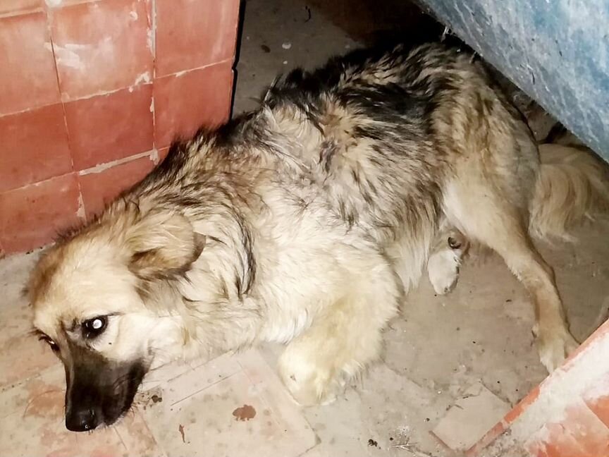 Собачка Поночка