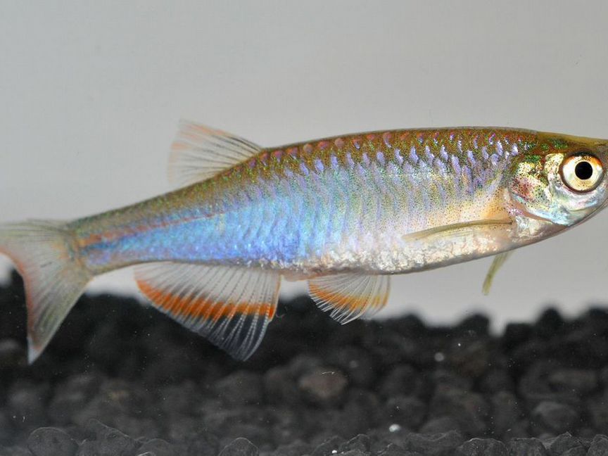 Аквариумные рыбки