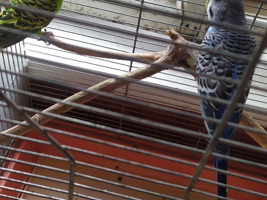 Волнистый попугай с клеткой