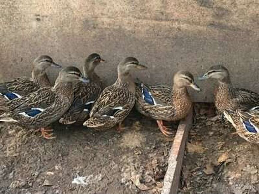 Подсадные утки и селезень