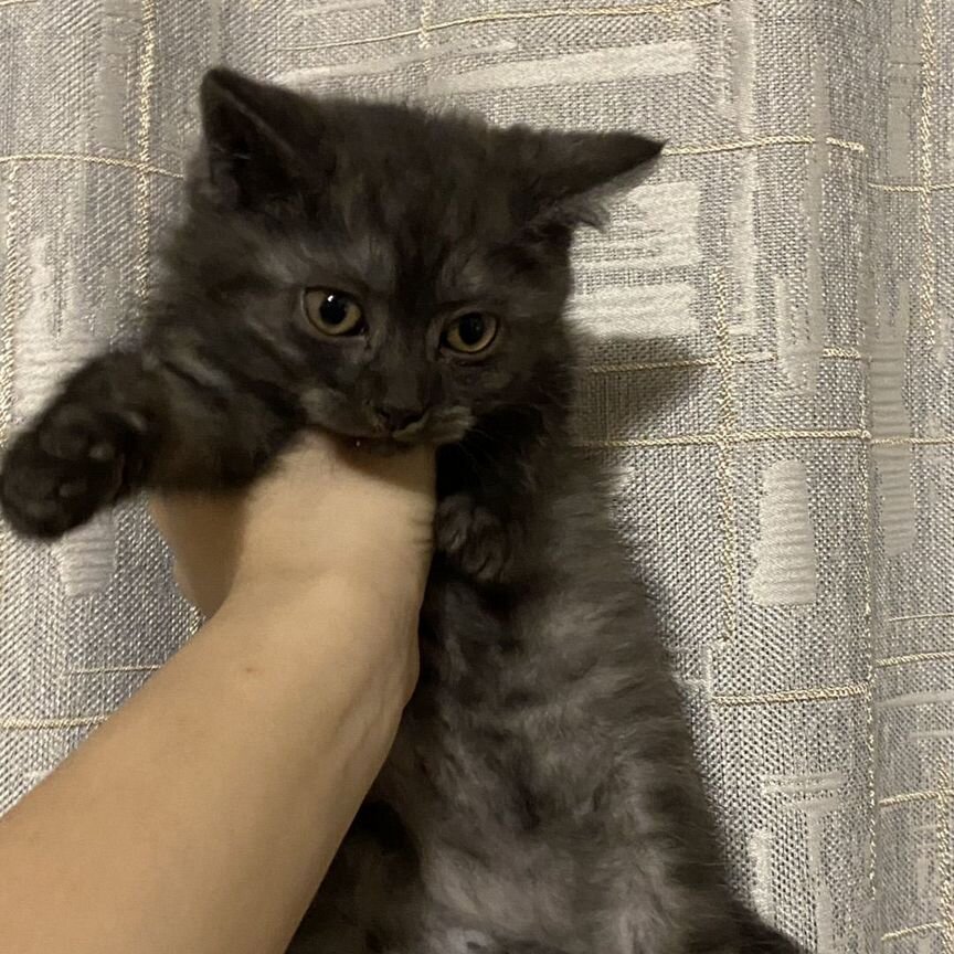 Котенок в добрые руки