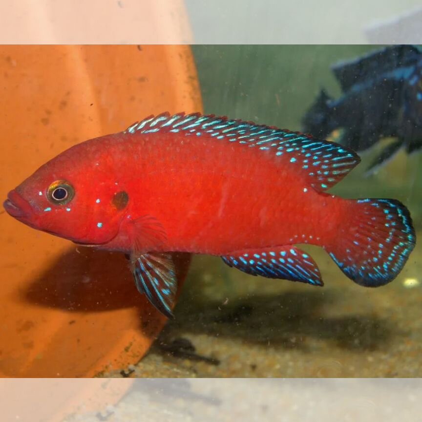 Аквариумные рыбки цихлиды, сомик