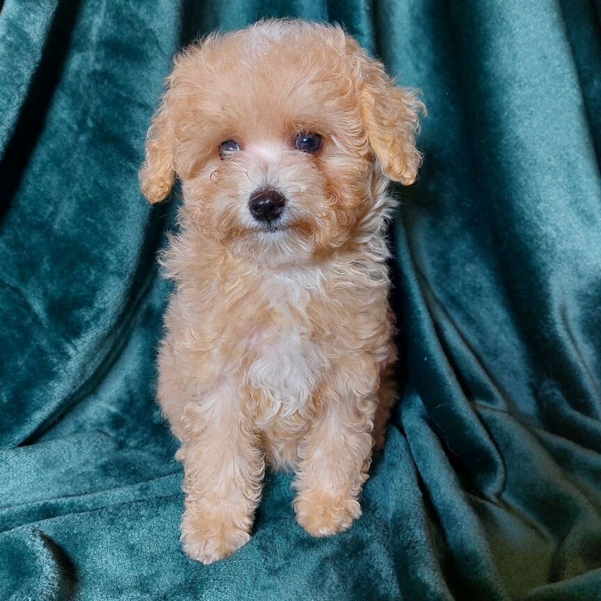 Мальтипу мини