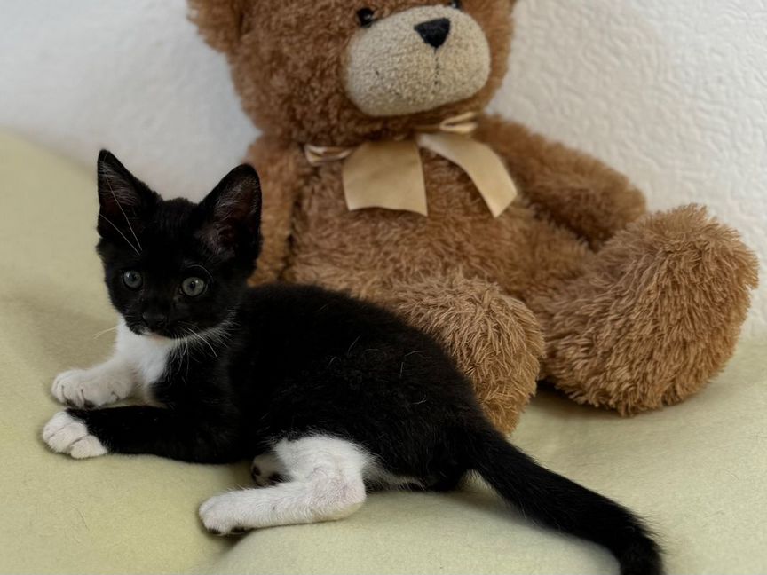 Котенку нужен дом