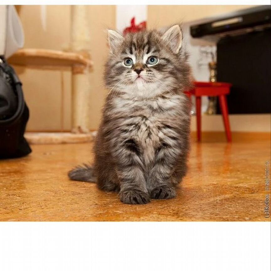 Возьму котенка бесплатно(сибирский)