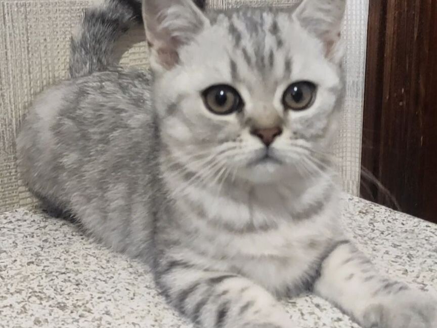 Британский котенок