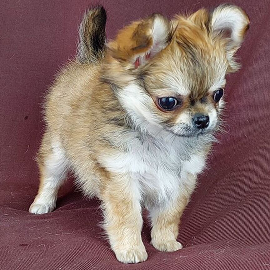 Чихуахуа, щенок